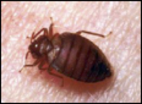Bedbugs – How to Identify and Prevent Bedbugs | North Carolina ...